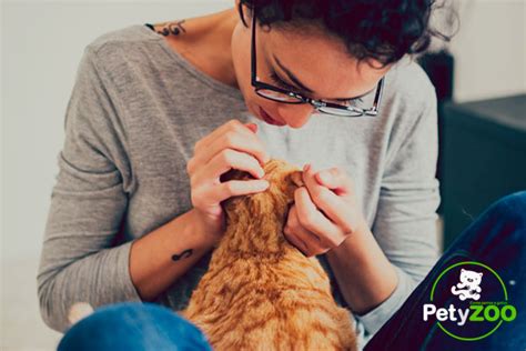 Cómo elimino las pulgas en mi mascota Soluciones Prevención