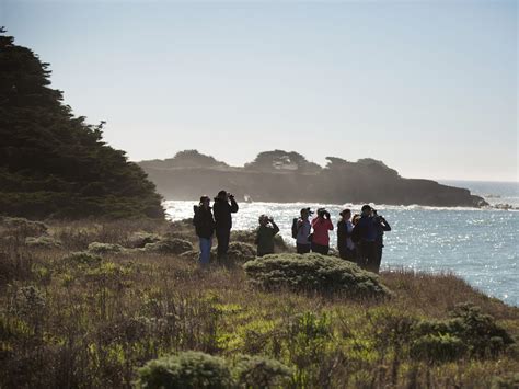 Where To Go Whale Watching On The Sonoma Coast Sonoma County Tourism