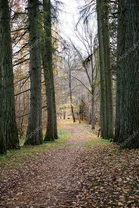 árboles desnudos en el bosque de otoño con algunas hojas de color