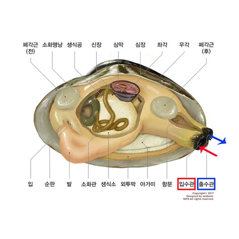 바다의 눈물 진주가 만들어지는 과정 ※경고 오열주의 네이버 블로그