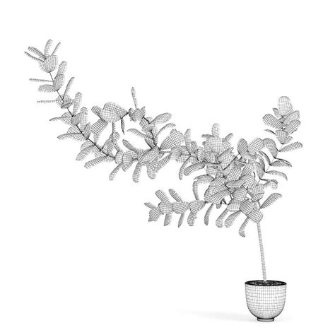 무화과 나무 Lyrata 3d 모델 19 Obj Fbx Max Free3d