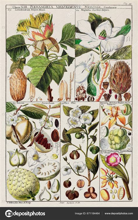 18th Century Botanical Chart Linnaean Plant Classification 1795 Instructional Plate — Stock