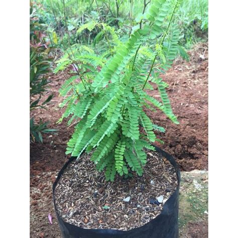 Jual Tanaman Herbal Saga Obat Herbal Daun Saga Pohon Saga
