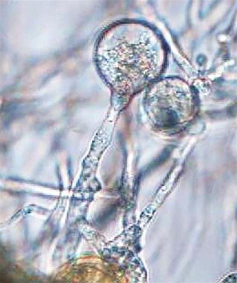 Phytophthora Fragariaefolia Idphy