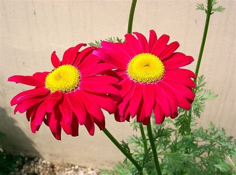 Grow Pyrethrum Flower Seeds The Garden Of Eaden