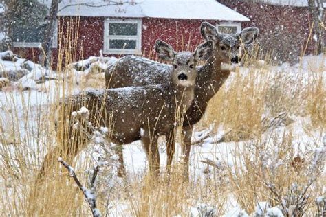 10 Best Things To Do In December In Reno Nv Usa Today 10best