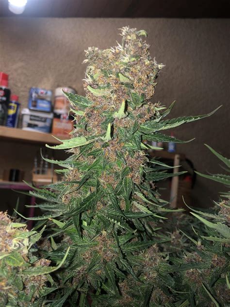 Sensi Seeds Banana Kush Cake Automatic Grow Diary Journal Harvest12