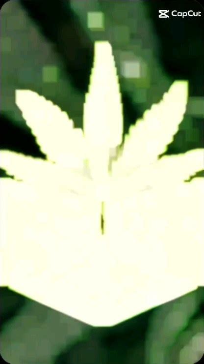 Juani Seeds Juani Seeds • Instagram Photos And Videos