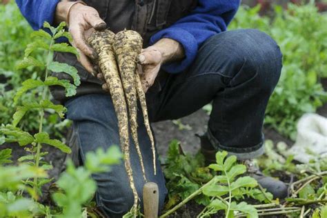 Growing Parsnips From Seed Bbc Gardeners World Magazine