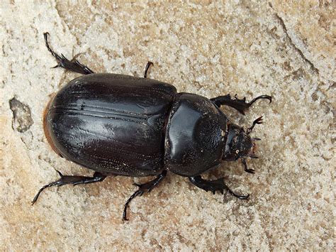 Strategus Centaurus Ecoregistros