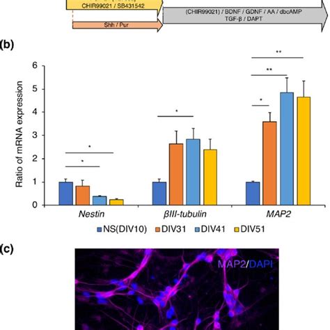 Generation And Characterization Of Neurons Induced From Hipscs A A