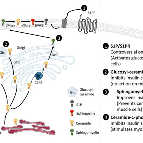 Pdf Sphingolipid Metabolism And Signaling In Skeletal Muscle From Physiology To Physiopathology
