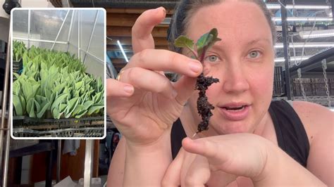 Grow Room Update Checking On The Dahlia Propagates Green Bee