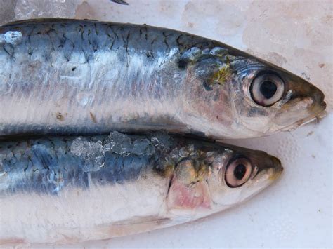 100 Free Sardines Fish Images Pixabay