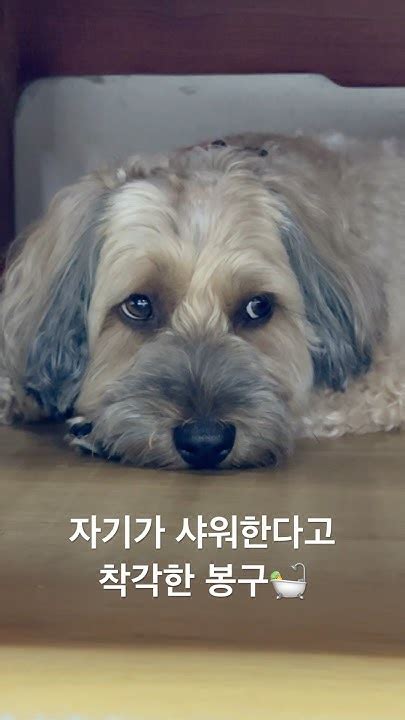 봉구는 샤워 안해 샤워는 누나가 해😭🚿 Youtube