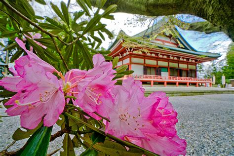 日本京都比叡山，国宝级的佛国大樱花山道 延历寺