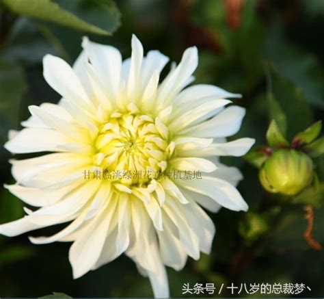 北方花卉種植的最愛百變大麗花 每日頭條