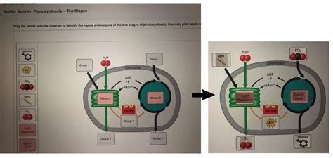 Flow Diagram Showing The Inputs And Outputs Of Photosynthesi