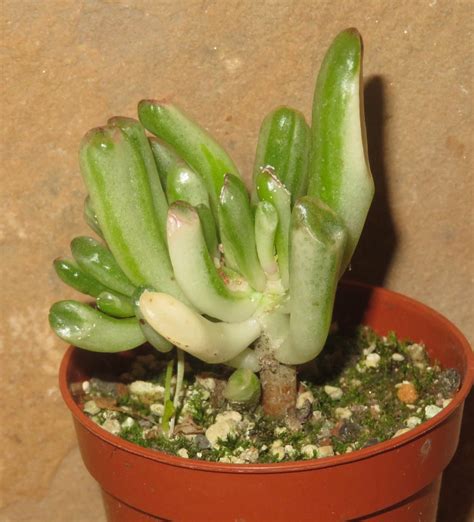 Crassula argentea cv Gollum variegata | CULTURE PLANTS