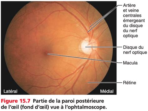 Diagram Of Les Regions Dans La Structure De La Rétine Quizlet