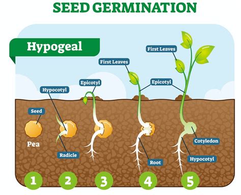 How To Plant More Milkweed A Simple Guide To Success Johnny