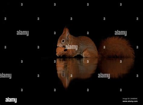 Portrait Of A Red Eurasian Squirrel At Dusk In Drunen Forest Eating A