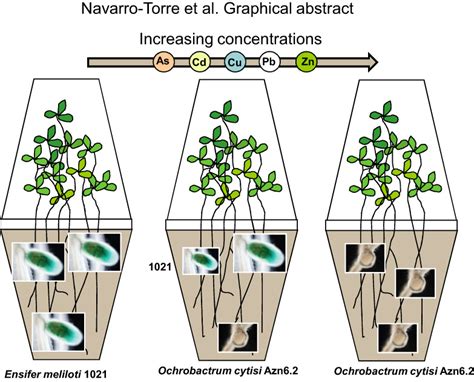 Submit A Graphical Abstract With Your Manuscript To Our Journals BSPP