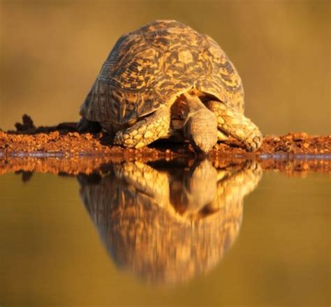 Background Turtle Wallpaper Enwallpaper