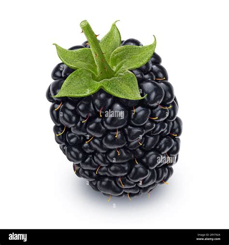 One Blackberry Isolated On White Background Full Depth Of Field Stock
