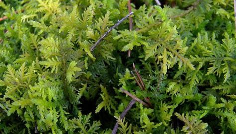 The Science Of Fern Moss Delicate Fern Moss Thuidium Delicatulum Moss And Stone Gardens