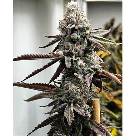 Buy Super Glue Seeds Feminized Online Hype Seeds The 1 Feminized Super Glue Cannabis Seeds