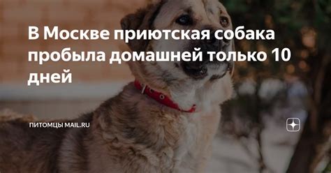 В Москве приютская собака пробыла домашней только 10 дней Питомцы Дзен