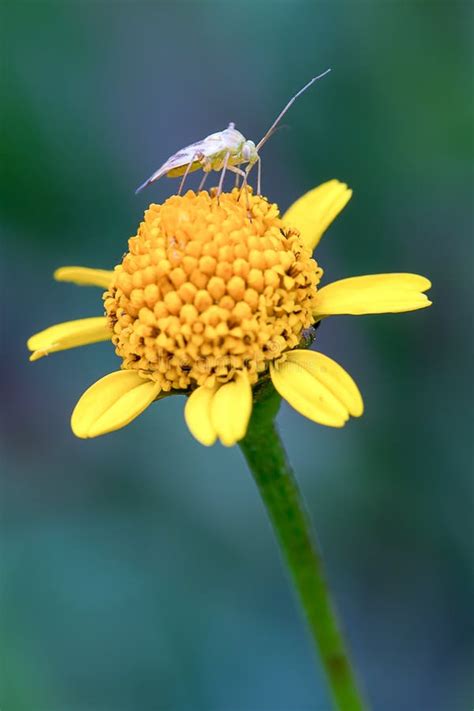 Capsid Bug Feeding On A Yellow Wildflower Stock Image Image Of
