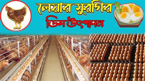 লেয়ার মুরগি পালন পদ্ধতি Layer Chicken Farming In Bangladesh