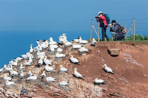 독일에서 북부 가넷의 사진을 찍는 사진 작가 헬 고 랜드 섬 경관에 대한 스톡 사진 및 기타 이미지 경관 계절 관광객