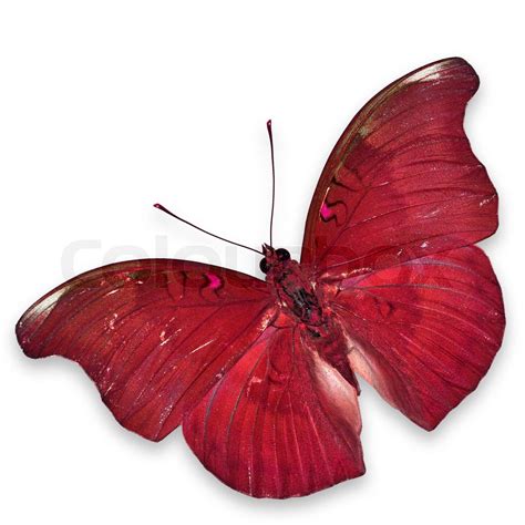 Red Butterfly Stock Image Colourbox