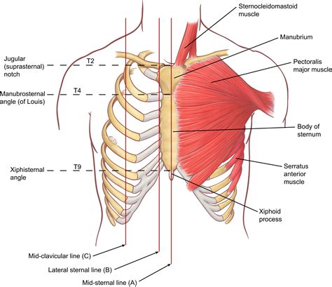 Surface Anatomy Landmarks Of The Thorax Anatomy Muscle Anatomy The