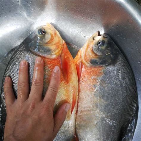 红鲳鱼为啥从老饕口中的珍馐，变为万人嫌的入侵物种？没人爱吃？ 哔哩哔哩