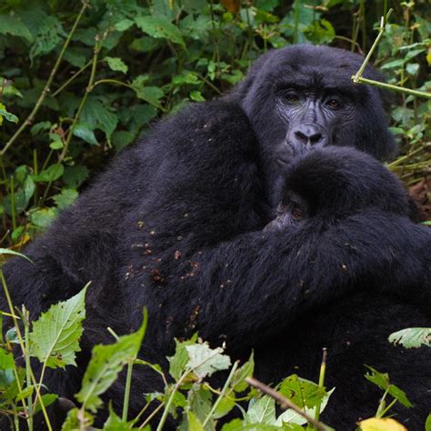 When A Female Chimpanzee Is On Heat Its Bump Becomes Big And Pink In