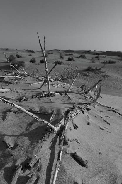 Premium Photo Close Up Of Dry Grass