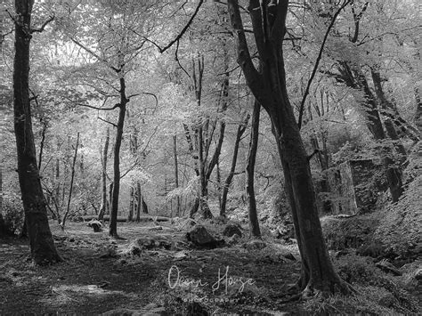 Forest Album On Imgur