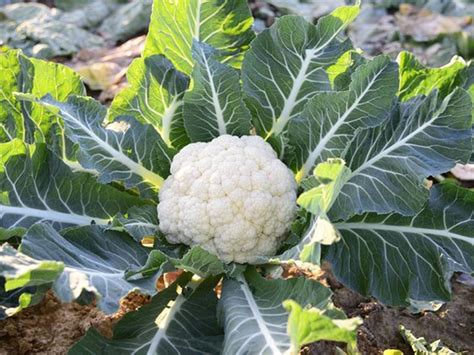 Good Harvest Добрий Урожай Розсада ранньої капусти чим температура вище тим потрібно