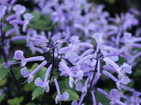 プレクトランサスの花言葉と育て方ピンククリッカーなど種類は HORTI by GreenSnap