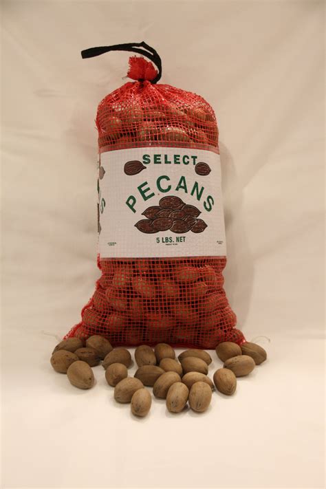 In Shell Schley “paper Shell” Pecans 3 5 15 25 Lbs Southern