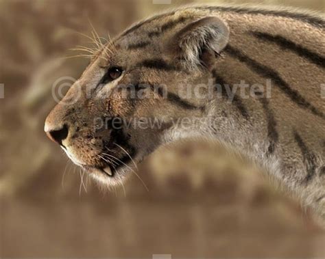Nimravides Catacopis Sabertooth Extinction Marsupial