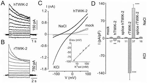 Functional Expression Of Twik 2 In Transfected Cos Cells Whole Cell