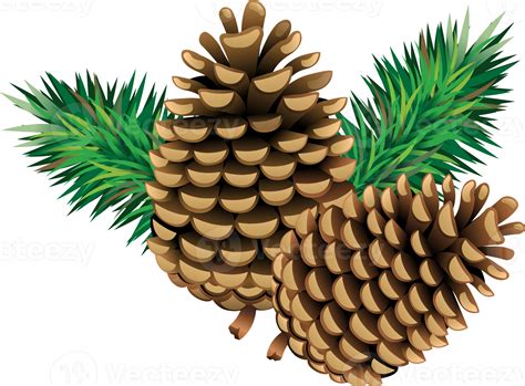 Pine Cones With Pine Needles 18923351 Png