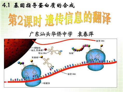 《遗传信息的翻译》教学课件word文档在线阅读与下载无忧文档