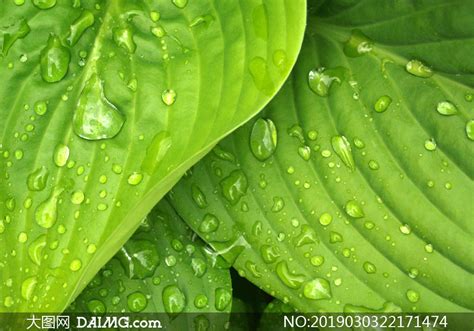 滚落到绿叶上的小水珠摄影高清图片 大图网图片素材