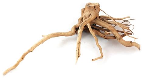Aquarium Wood Azalea Root Cm